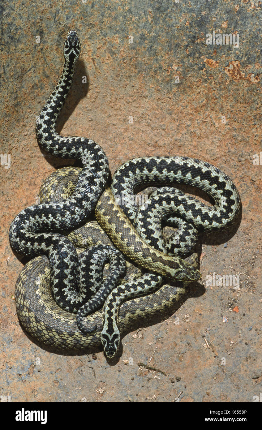 Male And Female Northern Adder Vipera Berus High Resolution Stock ...