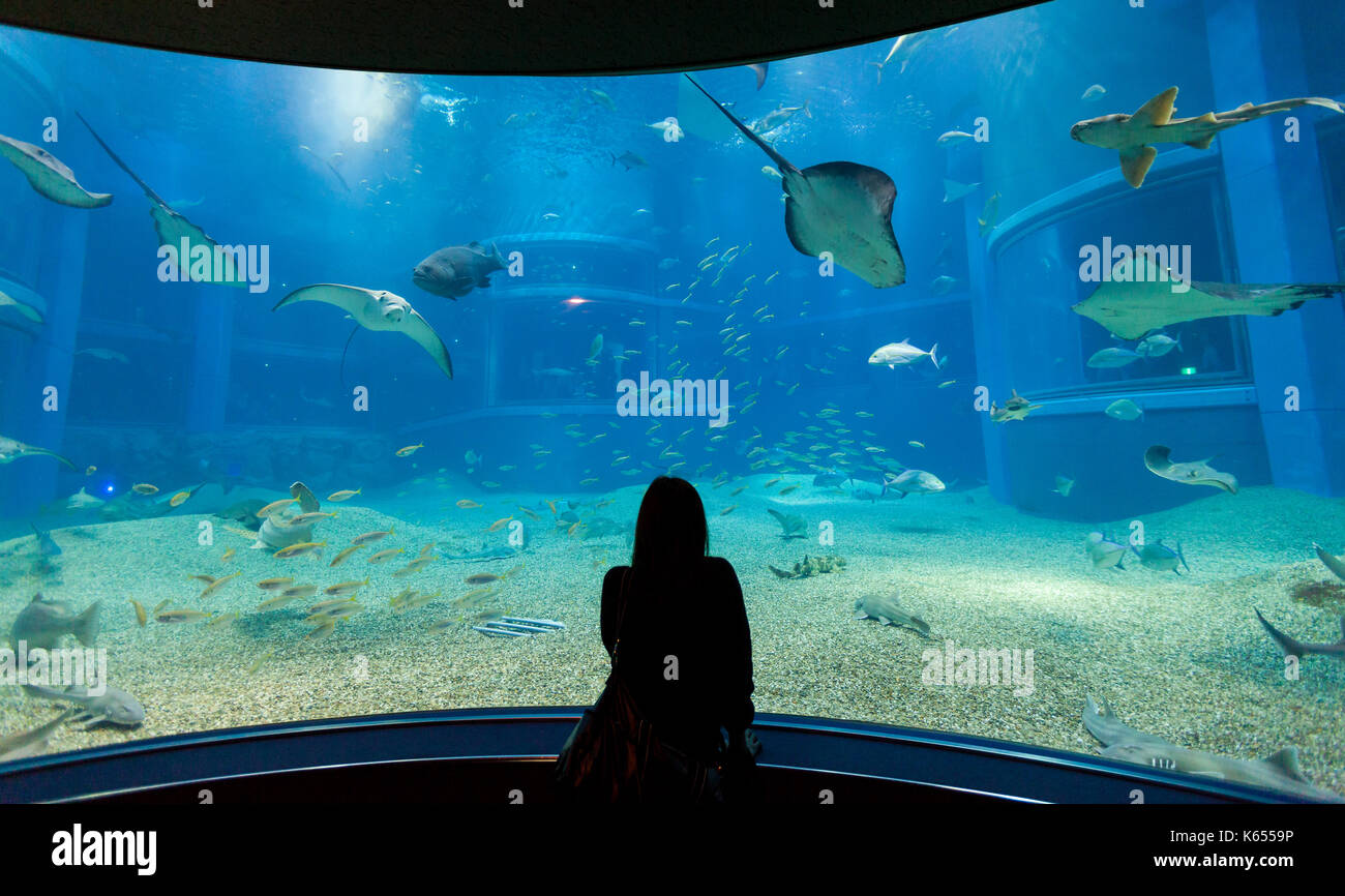 Woman Viewing Marine Life inside an Aquarium Stock Photo - Alamy