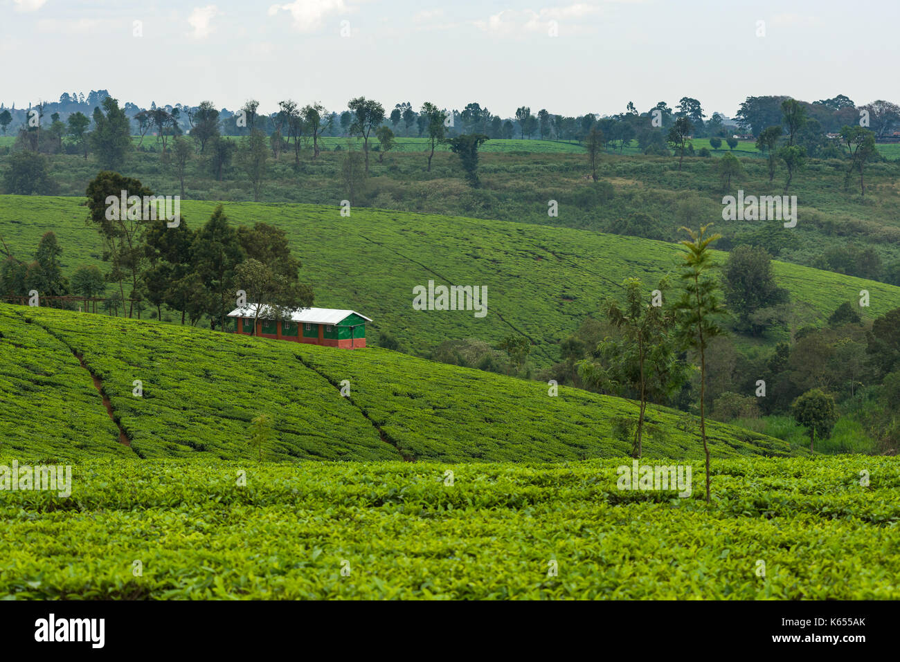 Kenyan Tea Plant High Resolution Stock Photography and Images - Alamy