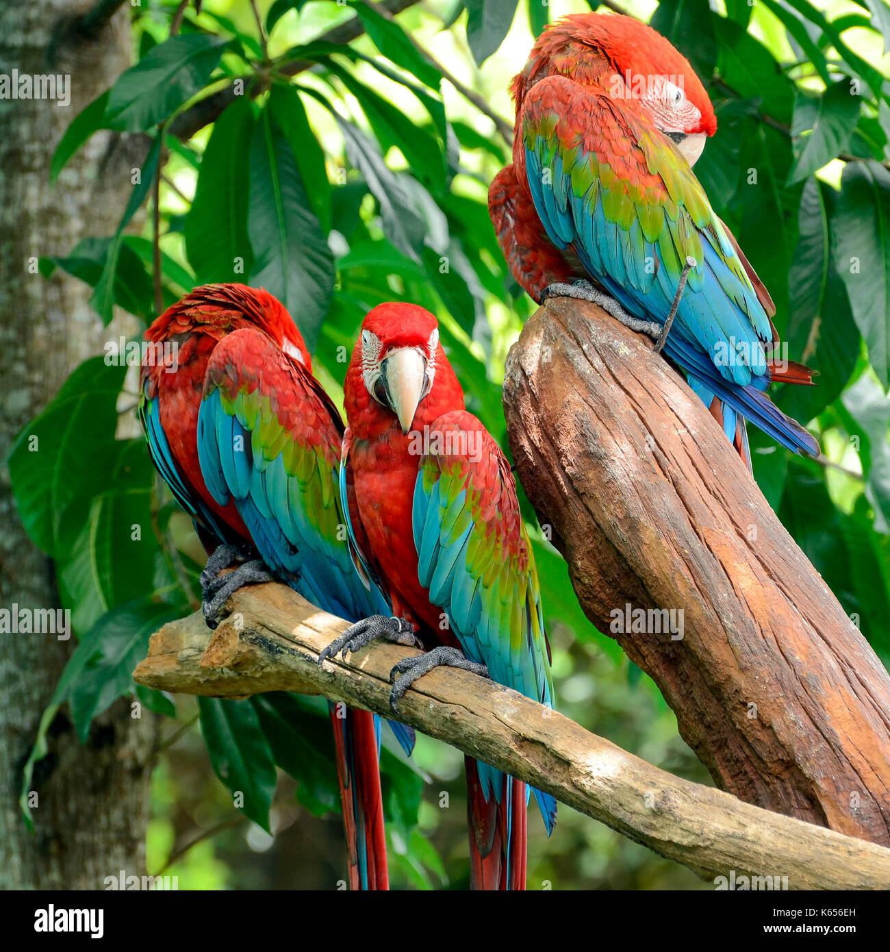 Scarlet Macaw (Ara macao Stock Photo - Alamy