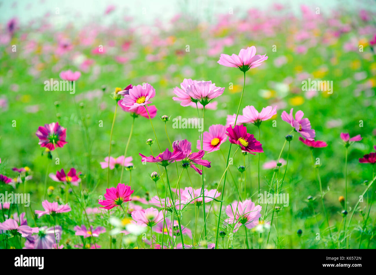 Pink cosmos flowers field hi-res stock photography and images - Alamy