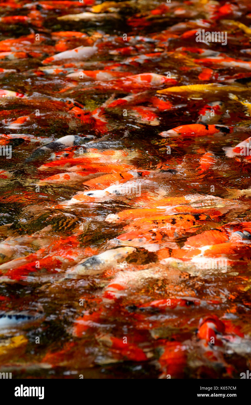 Animal crap hi-res stock photography and images - Alamy