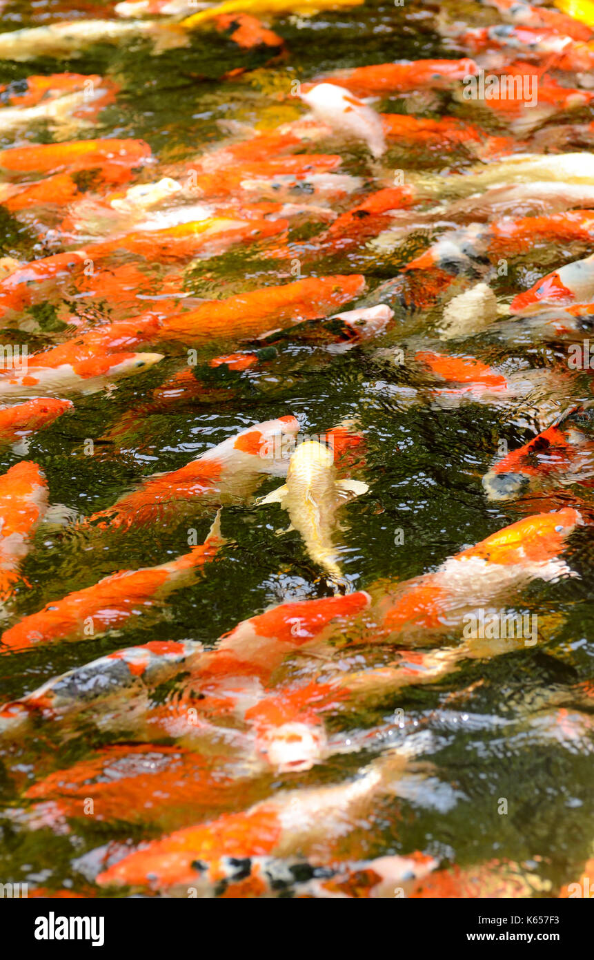 Fancy crap pond background Stock Photo - Alamy