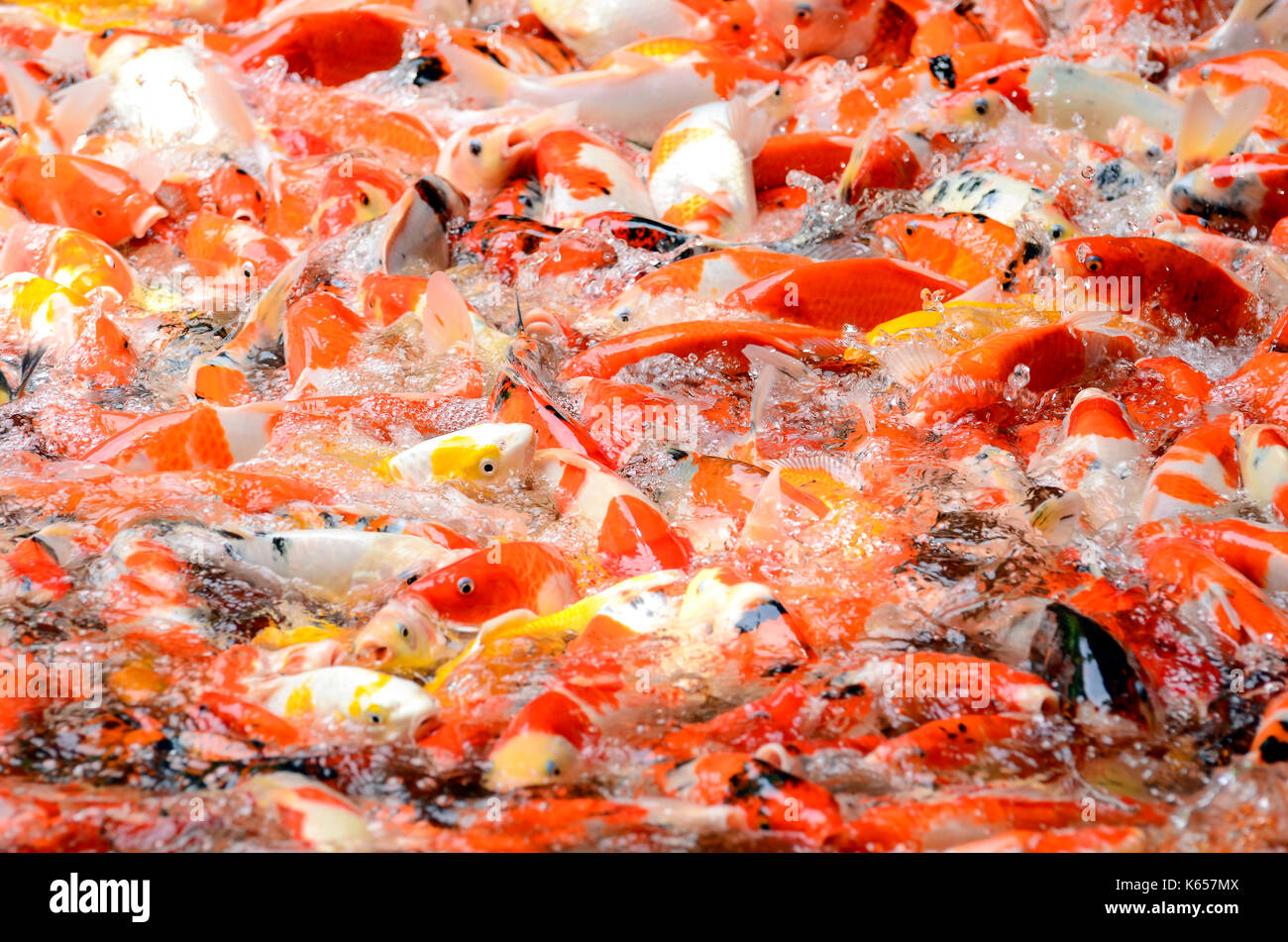 Fancy crap pond background Stock Photo - Alamy