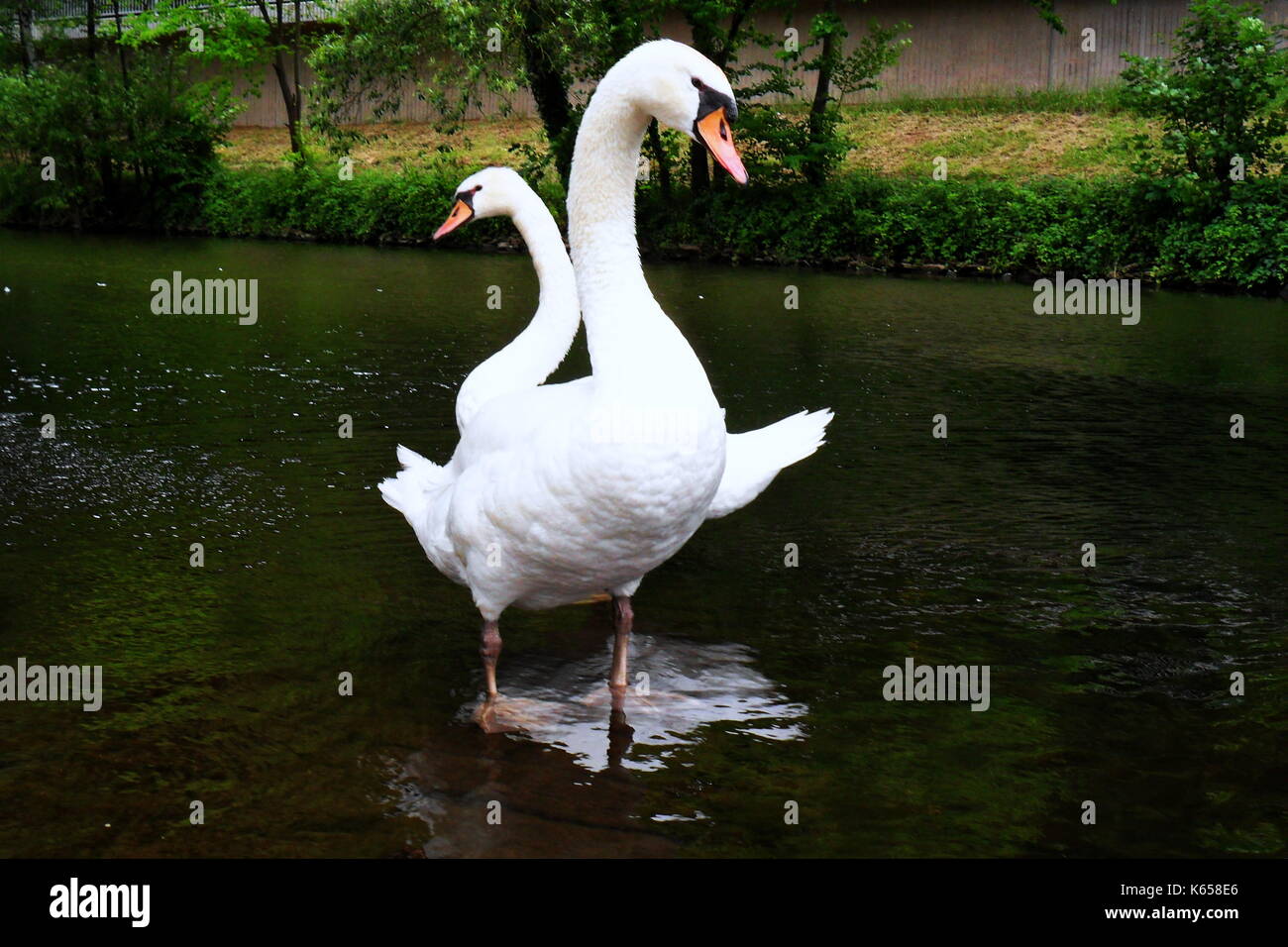 2 swans hi-res stock photography and images - Alamy