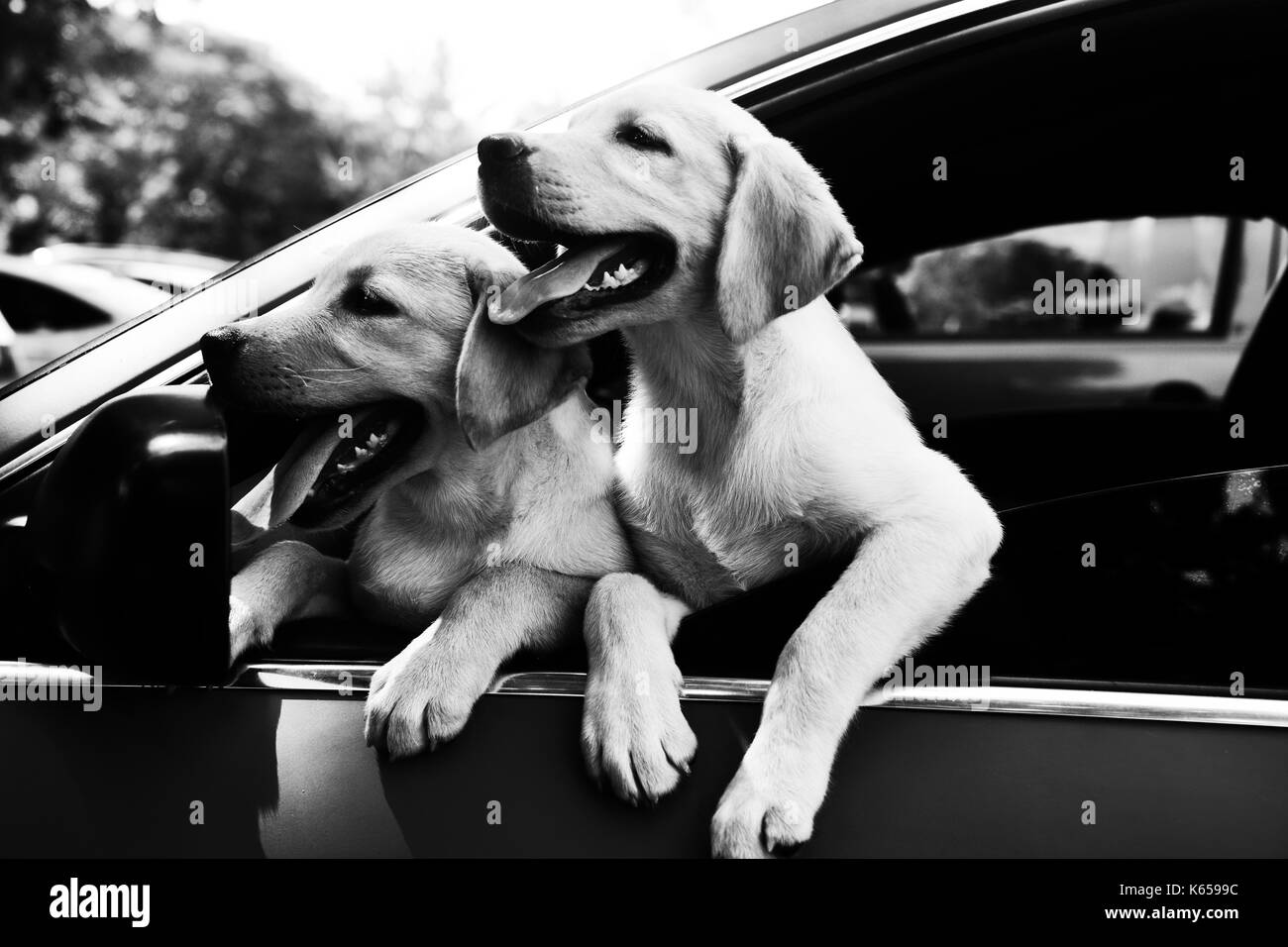 Golden dogs in car hi-res stock photography and images - Alamy