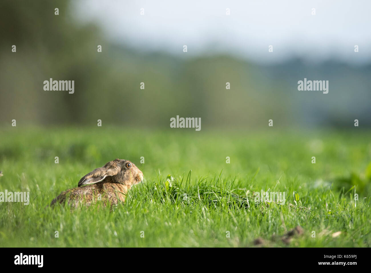Brown hare lepus europaeus grazing hi-res stock photography and images ...