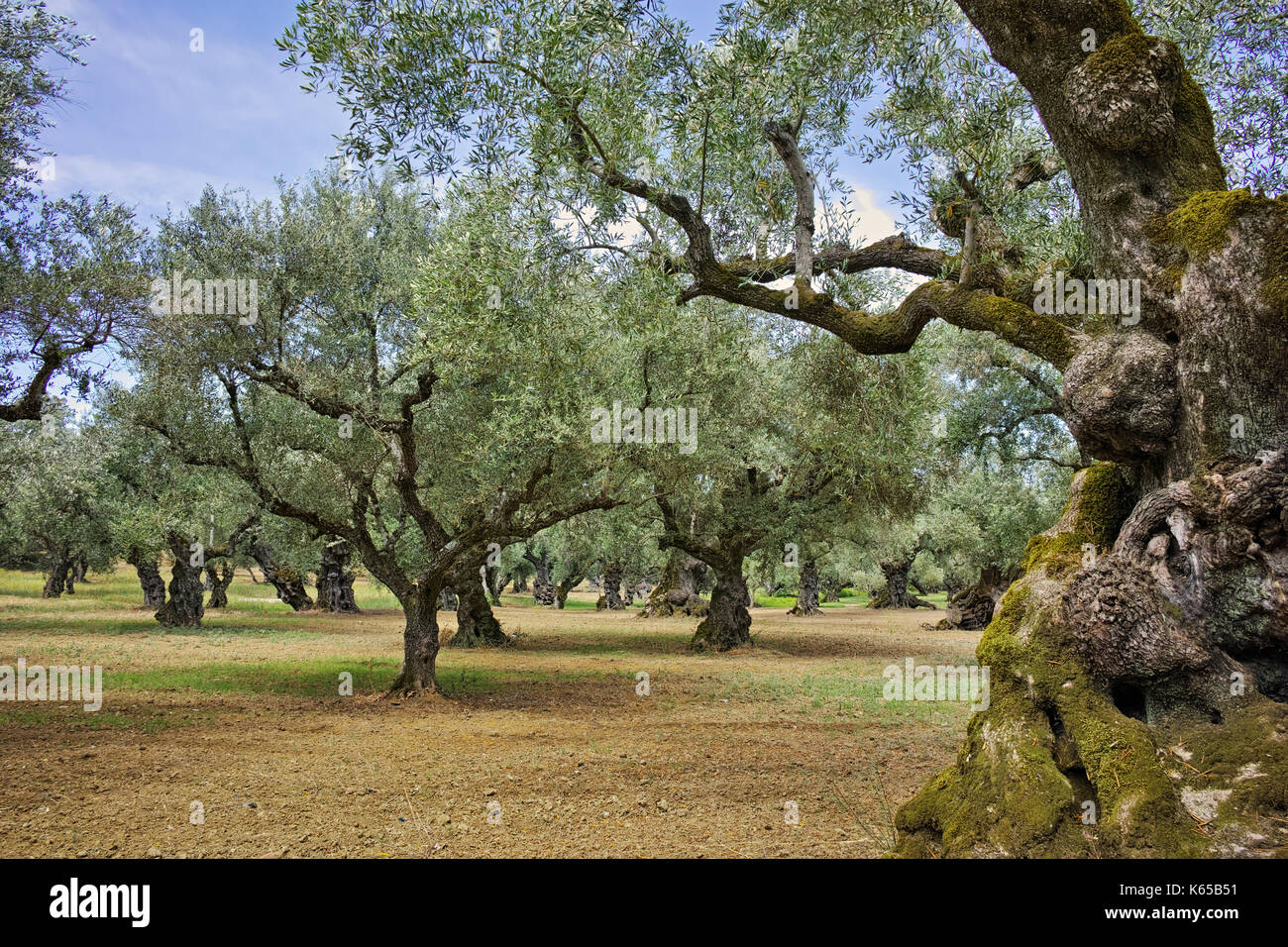 Landscape of Olive forest at Zakynthos island, Greece Stock Photo - Alamy