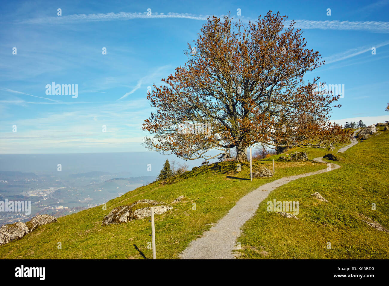 Autumn tree and amazing panorama to Lake Lucerne, Alps, Switzerland ...