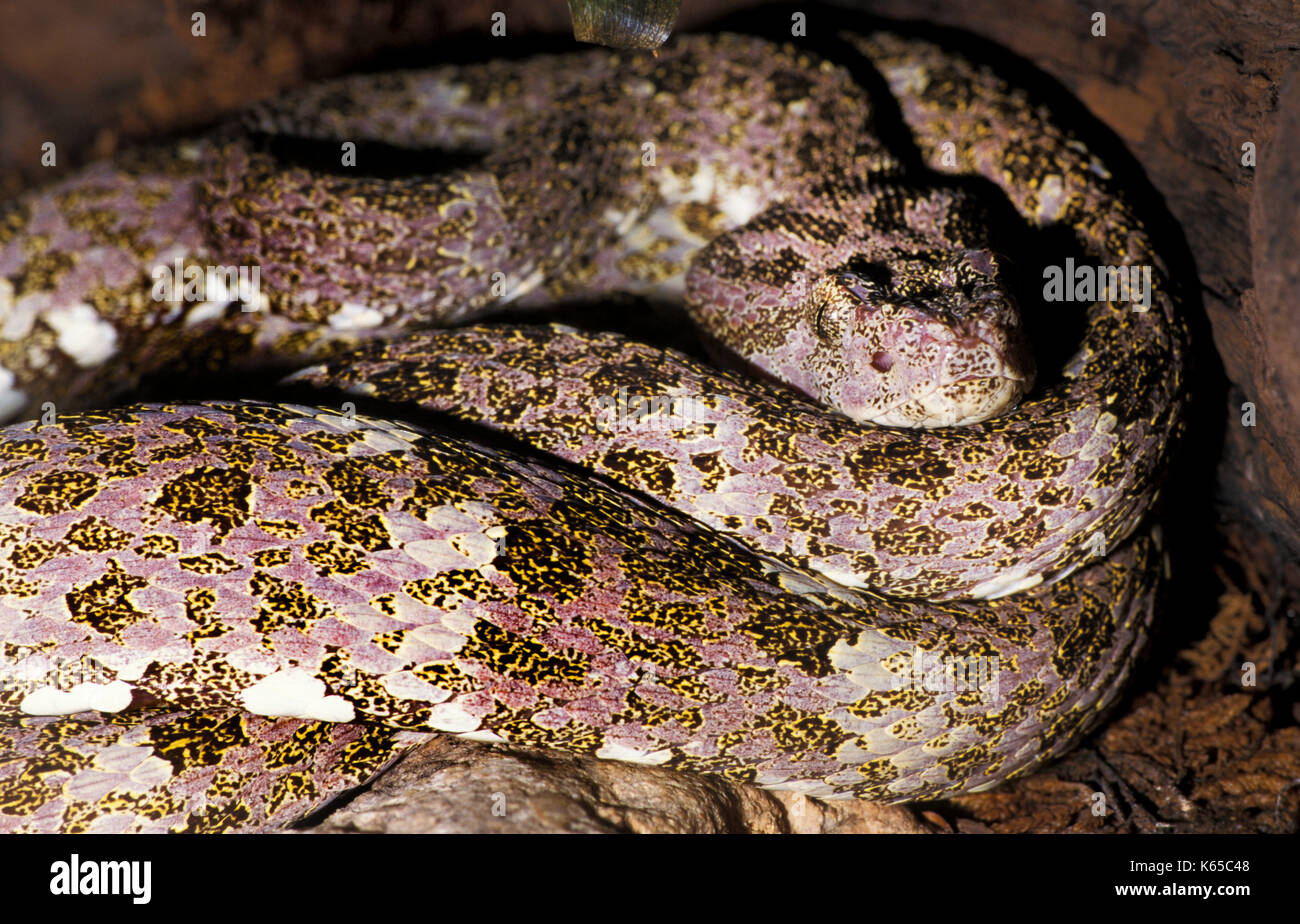 Speckled forest pit viper bothriopsis taeniata hi-res stock photography ...