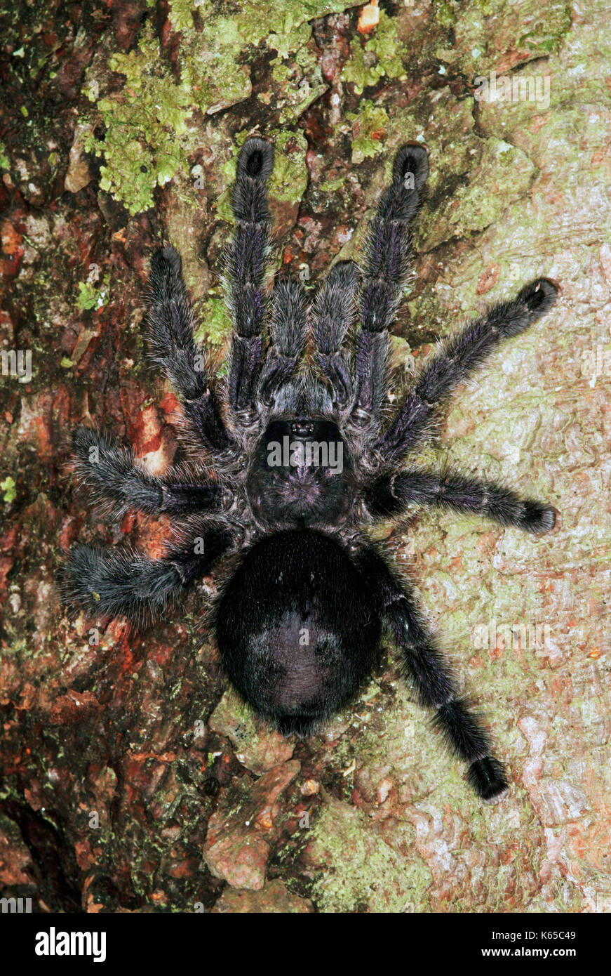 Tarantula Spider, Purple Pink Toed, Avicularia purpurea, Ecuador, on ...