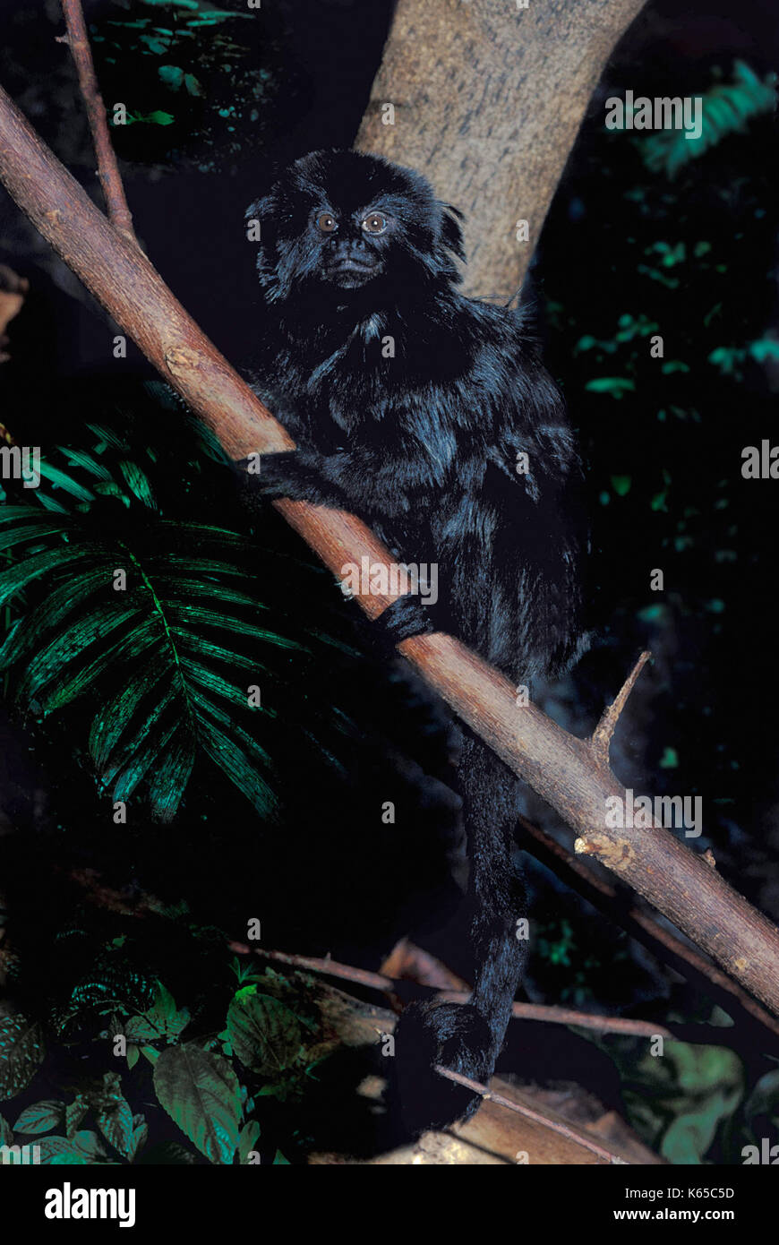 Goeldi's Marmoset, monkey (Callimico goeldii) - captive, Ecuador ...