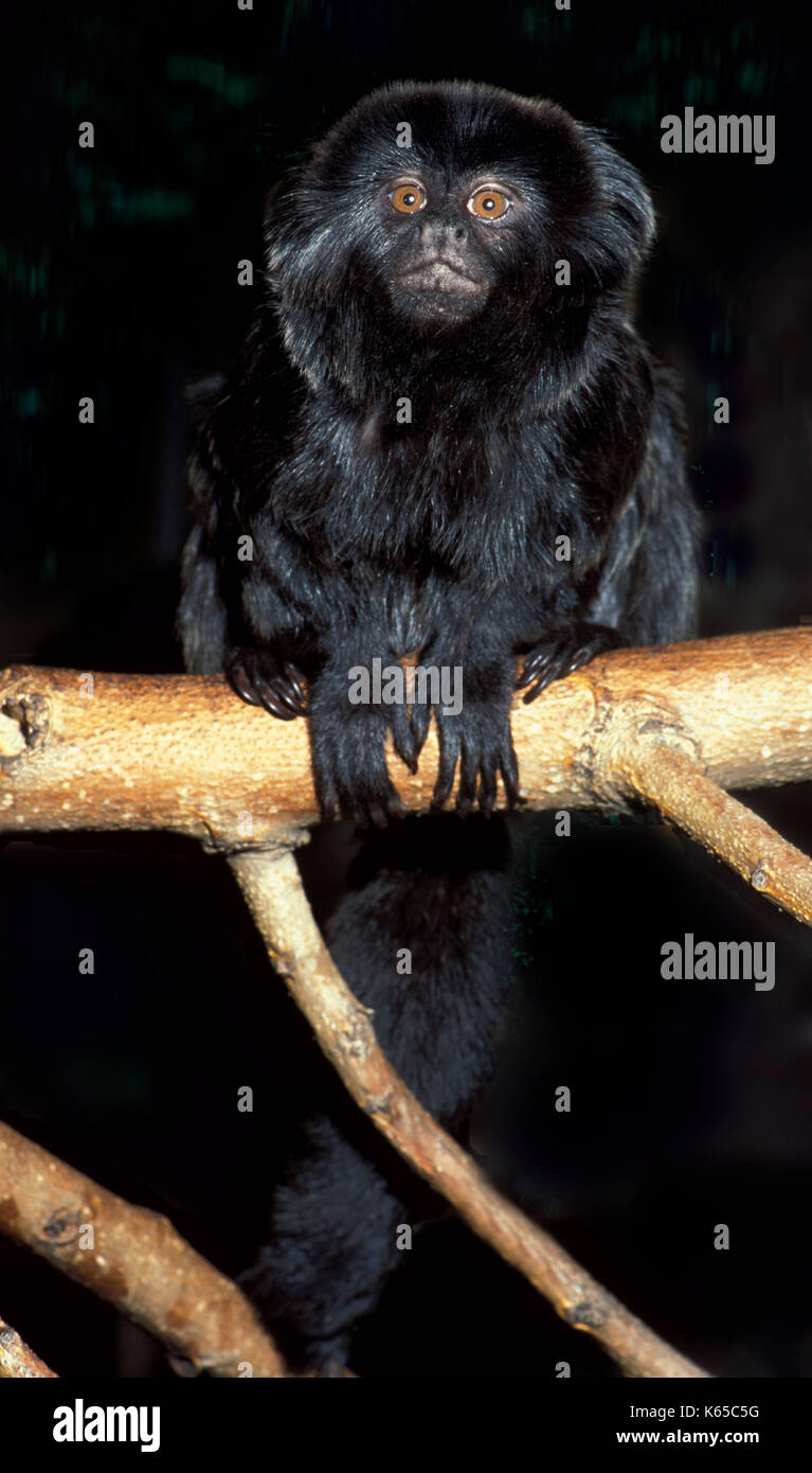 Goeldi's Marmoset, monkey (Callimico goeldii) - captive, Ecuador ...