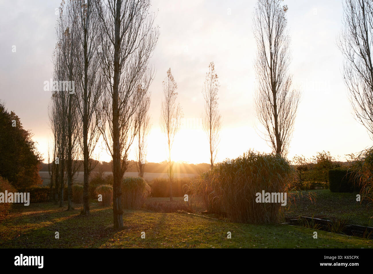 Autumn Sunrise Through Trees Over Garden Stock Photo - Alamy