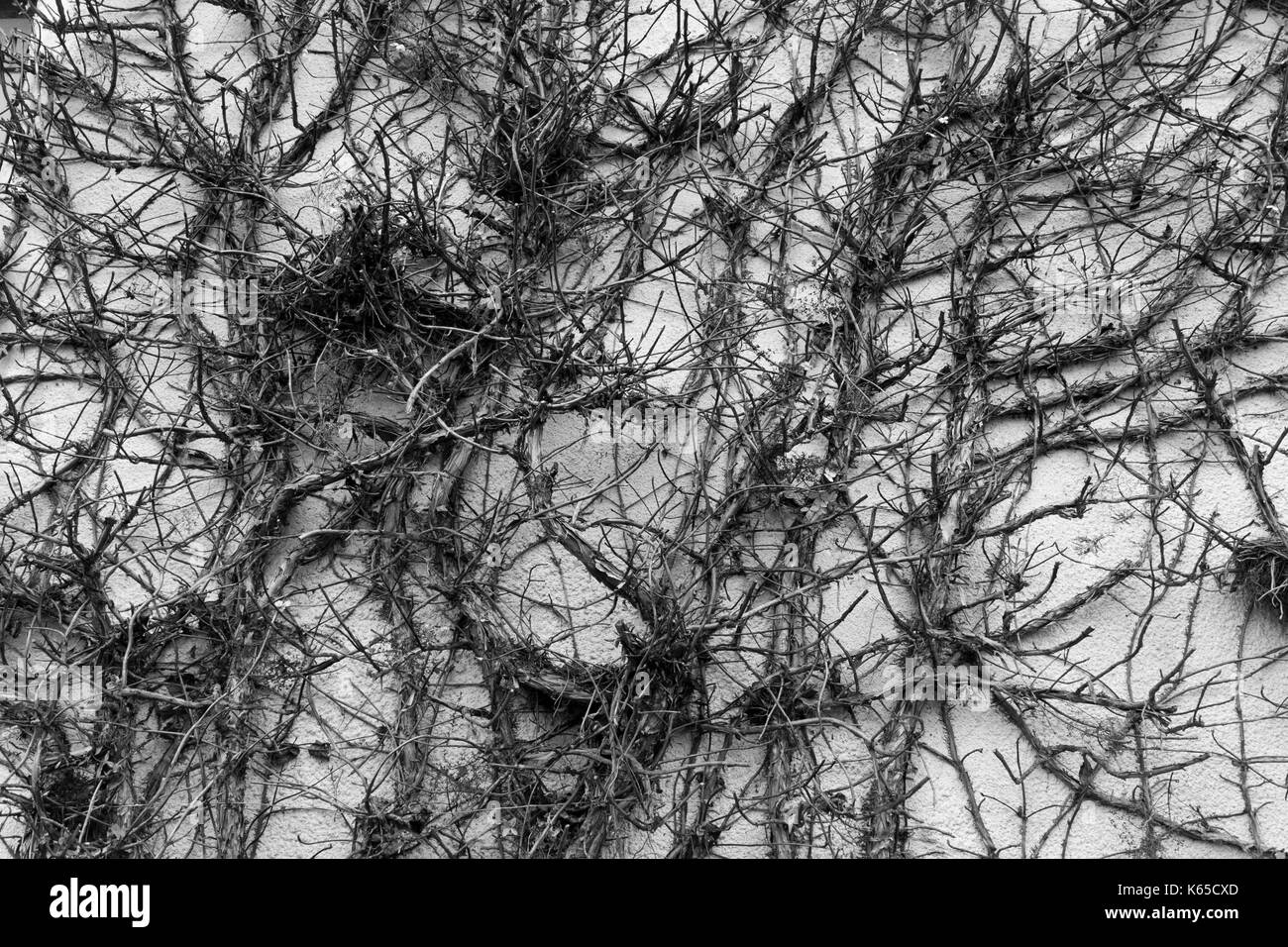 Knotted branches hi-res stock photography and images - Alamy