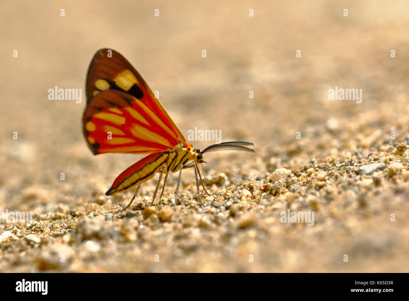 moth in the jungle of Perú Stock Photo - Alamy