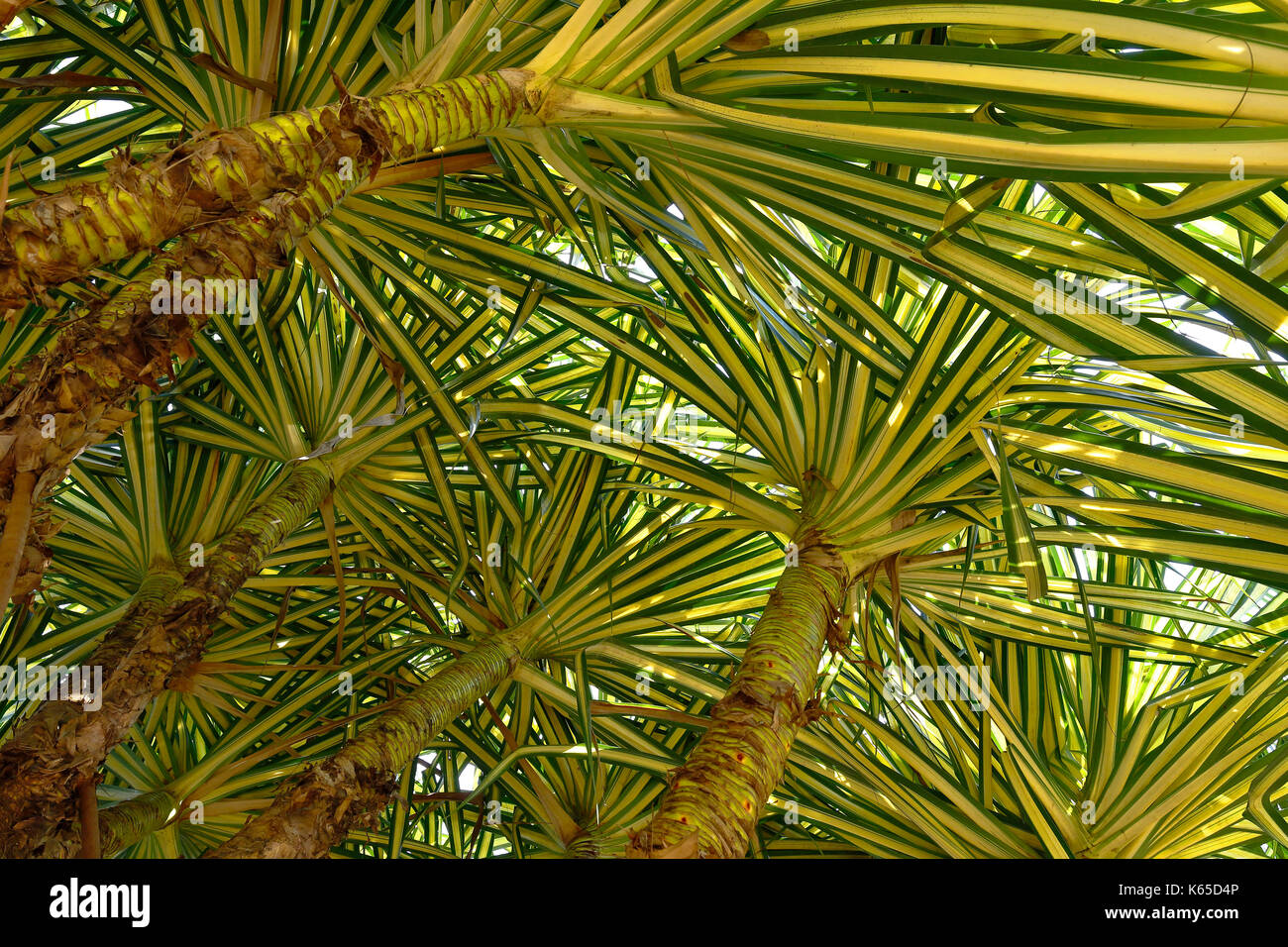 Pandanus sanderi hi-res stock photography and images - Alamy