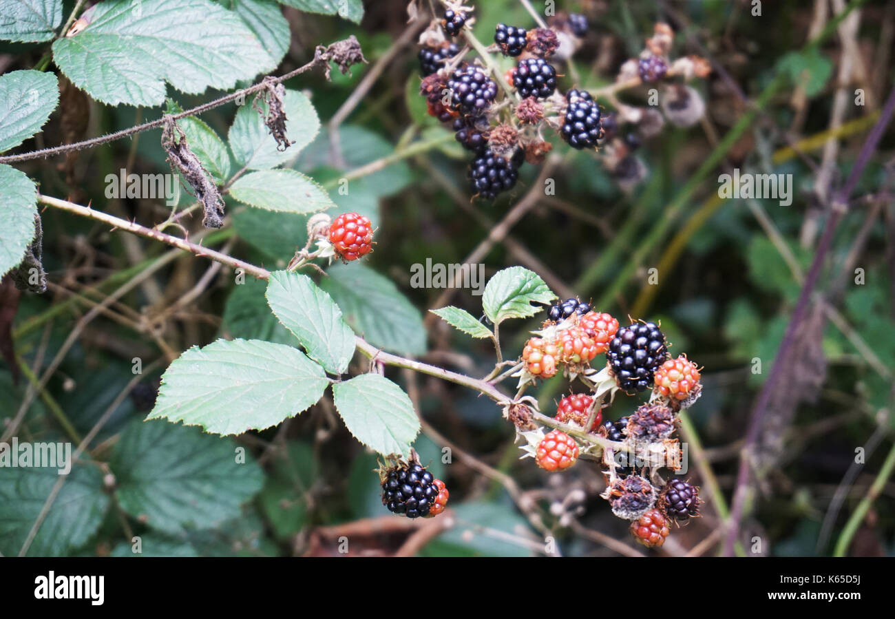 Stewart Park Middlesbrough bramble bush Stock Photo - Alamy