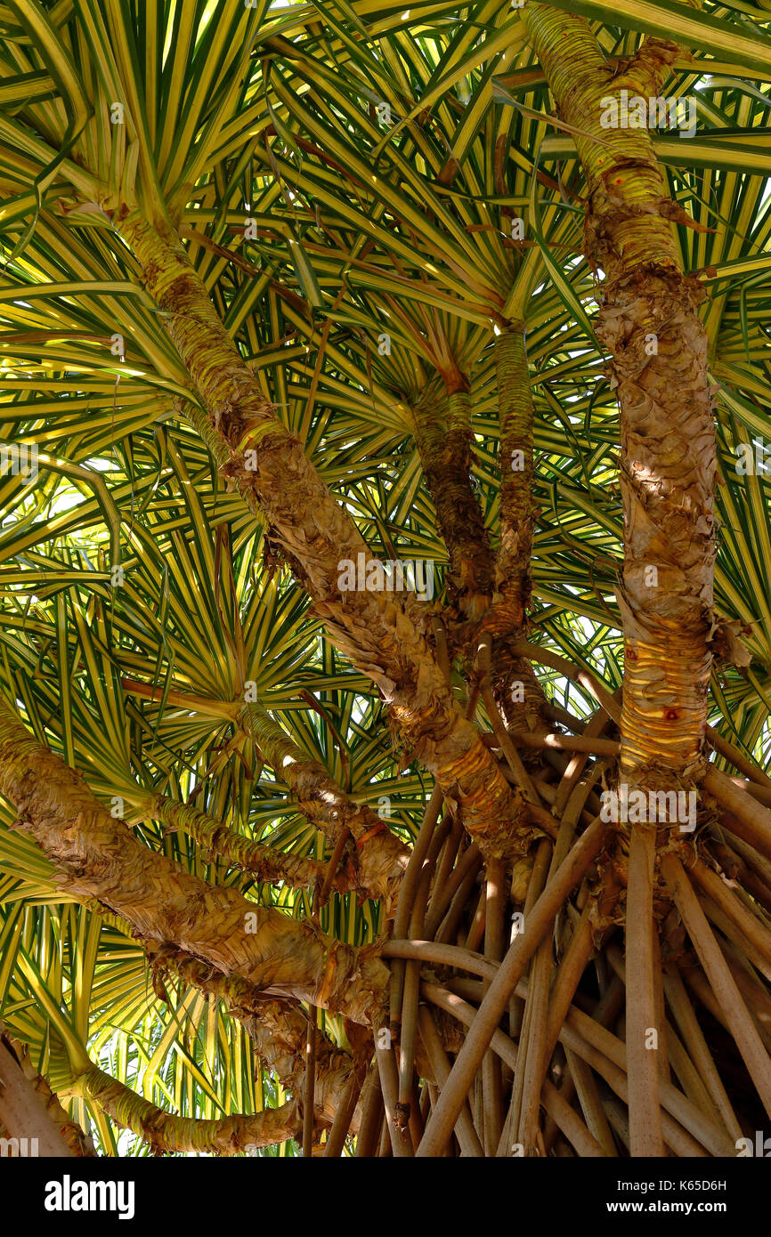 Pandanus sanderi hi-res stock photography and images - Alamy