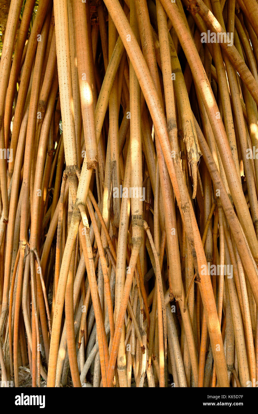 Uniform roots hi-res stock photography and images - Alamy