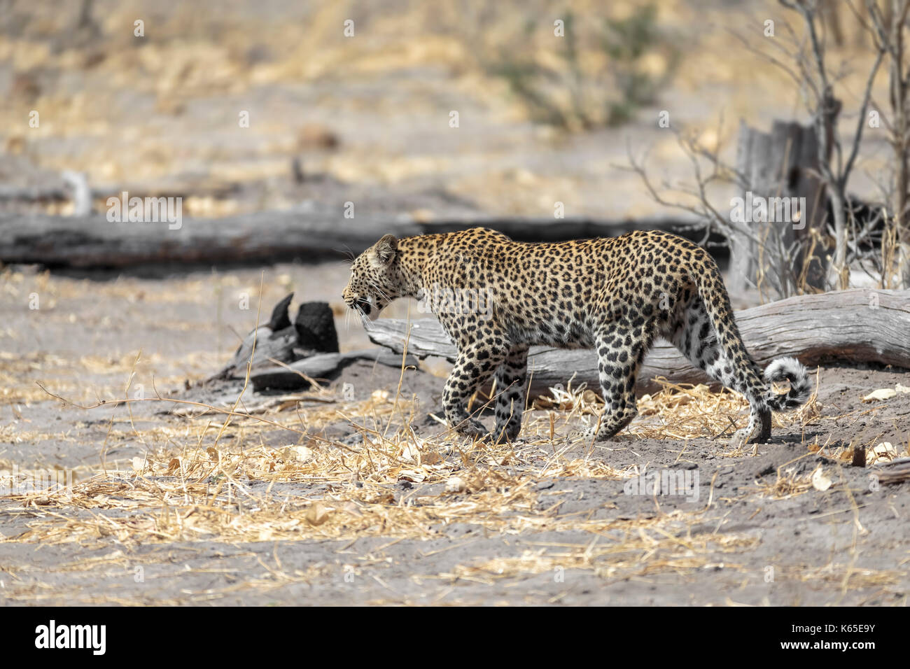 Prowling leopard hi-res stock photography and images - Alamy