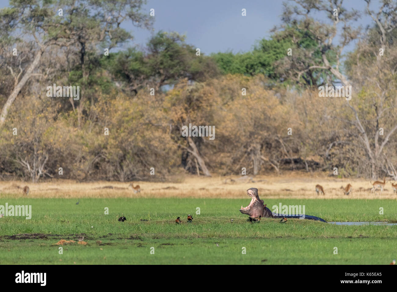 Side view of hippo hi-res stock photography and images - Alamy
