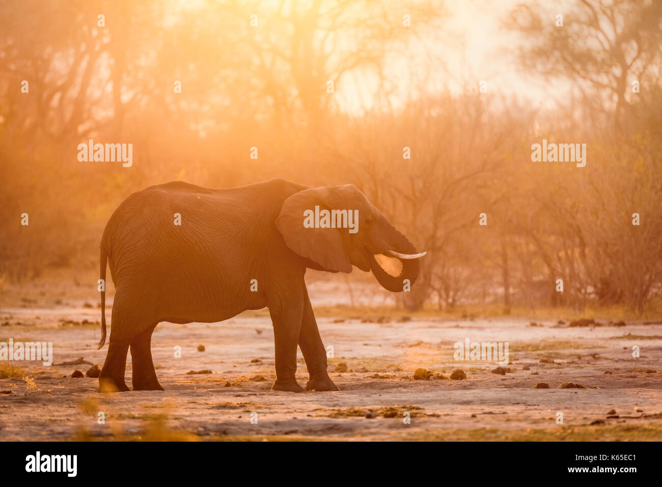 Elephant in dust , Kwai , Botswana, Okavango delta Stock Photo - Alamy