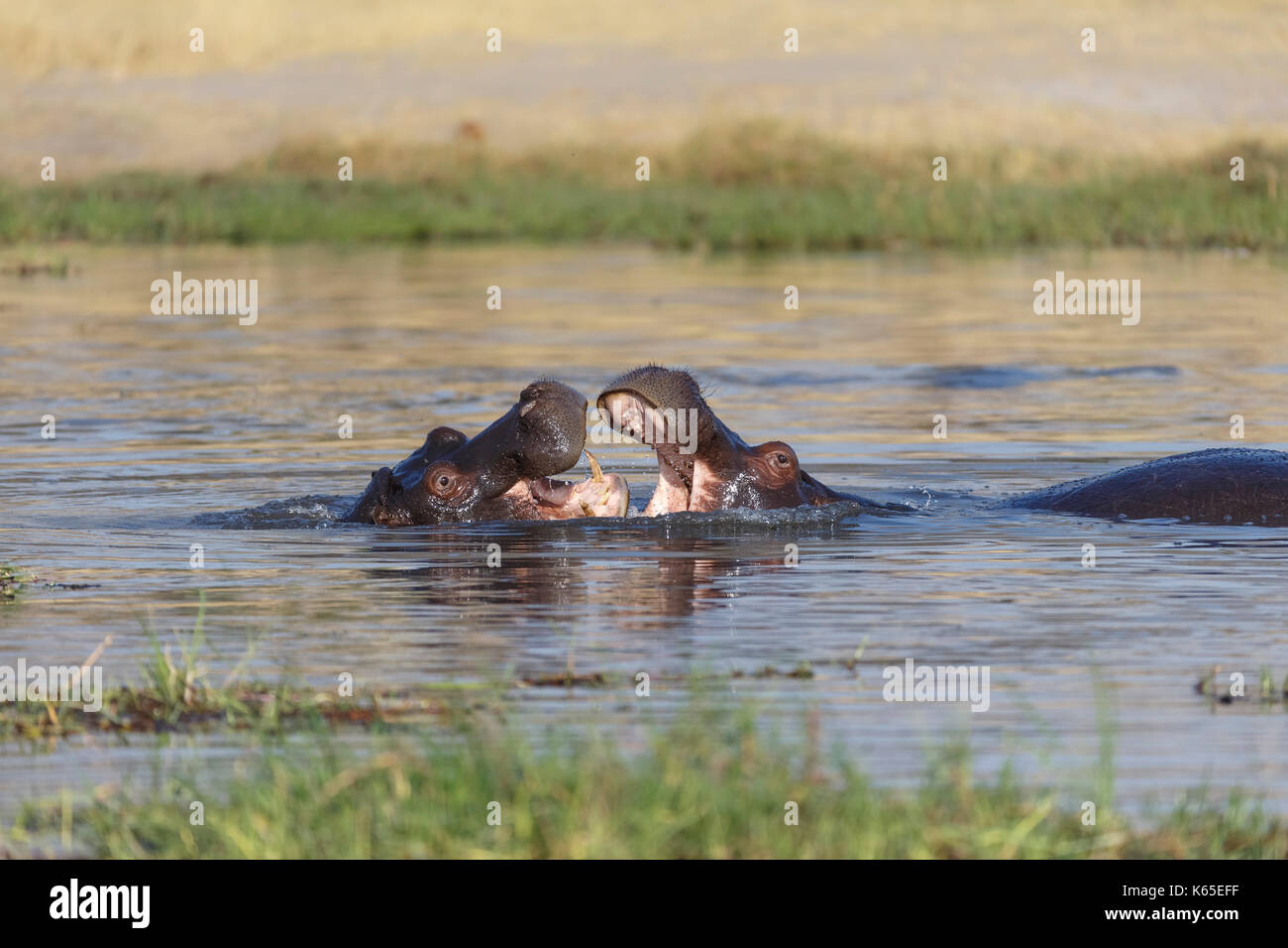 young hippo's playfighting in Kwai River, Botswana Stock Photo - Alamy