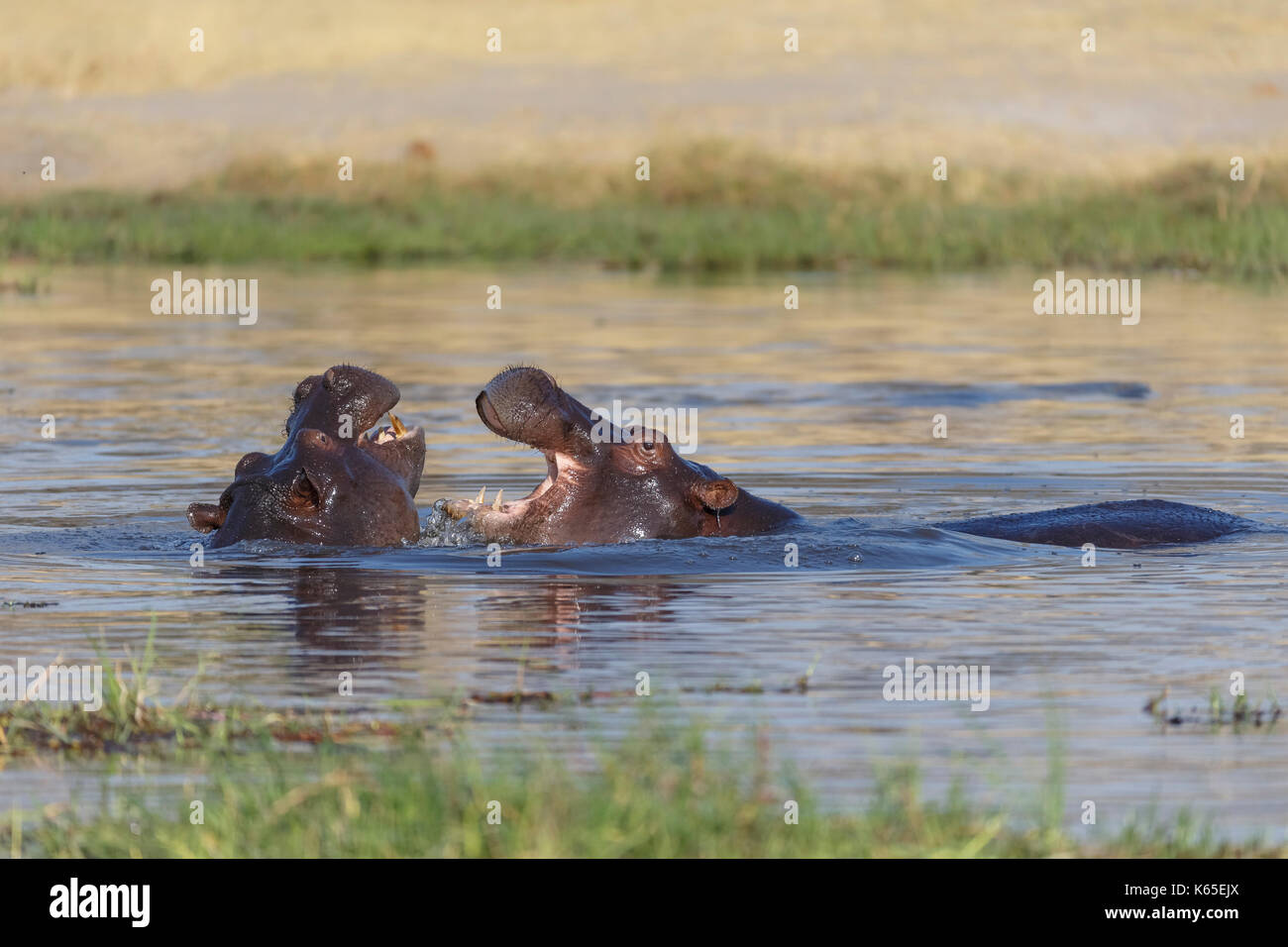 young hippo's playfighting in Kwai River, Botswana Stock Photo - Alamy