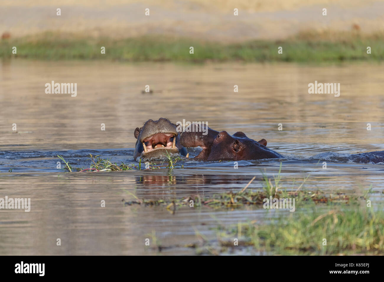 young hippo's playfighting in Kwai River, Botswana Stock Photo - Alamy