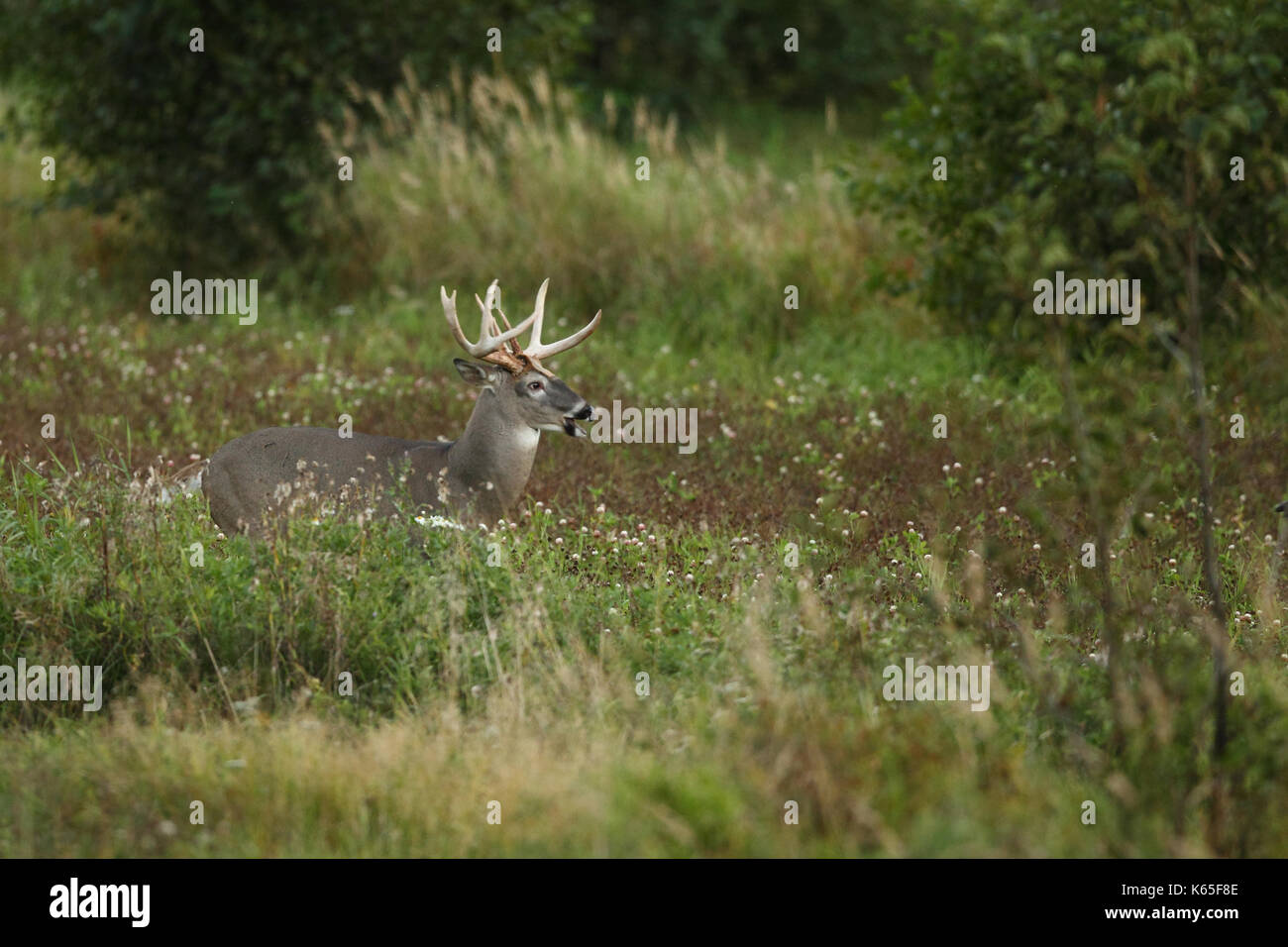 White-tailed deer - rutting season Stock Photo - Alamy