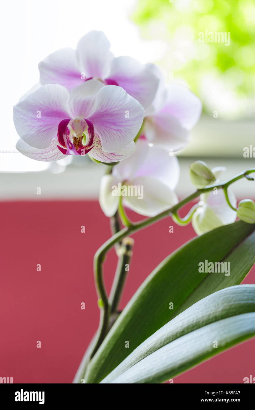 Beautiful orchid flower with natural background Stock Photo - Alamy