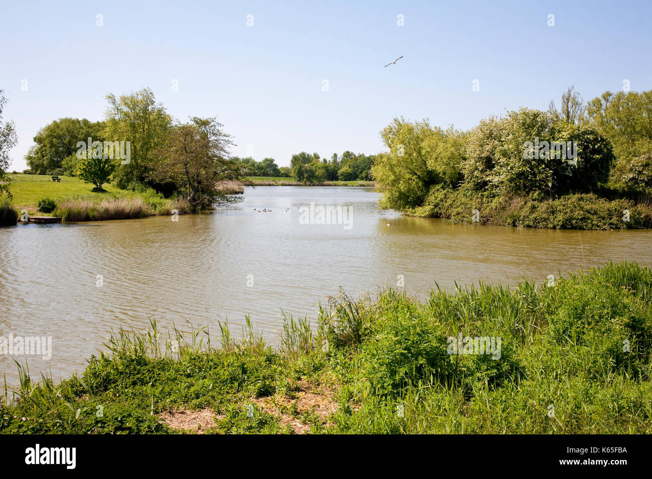 apex park lakes in burnham and highbridge Stock Photo - Alamy