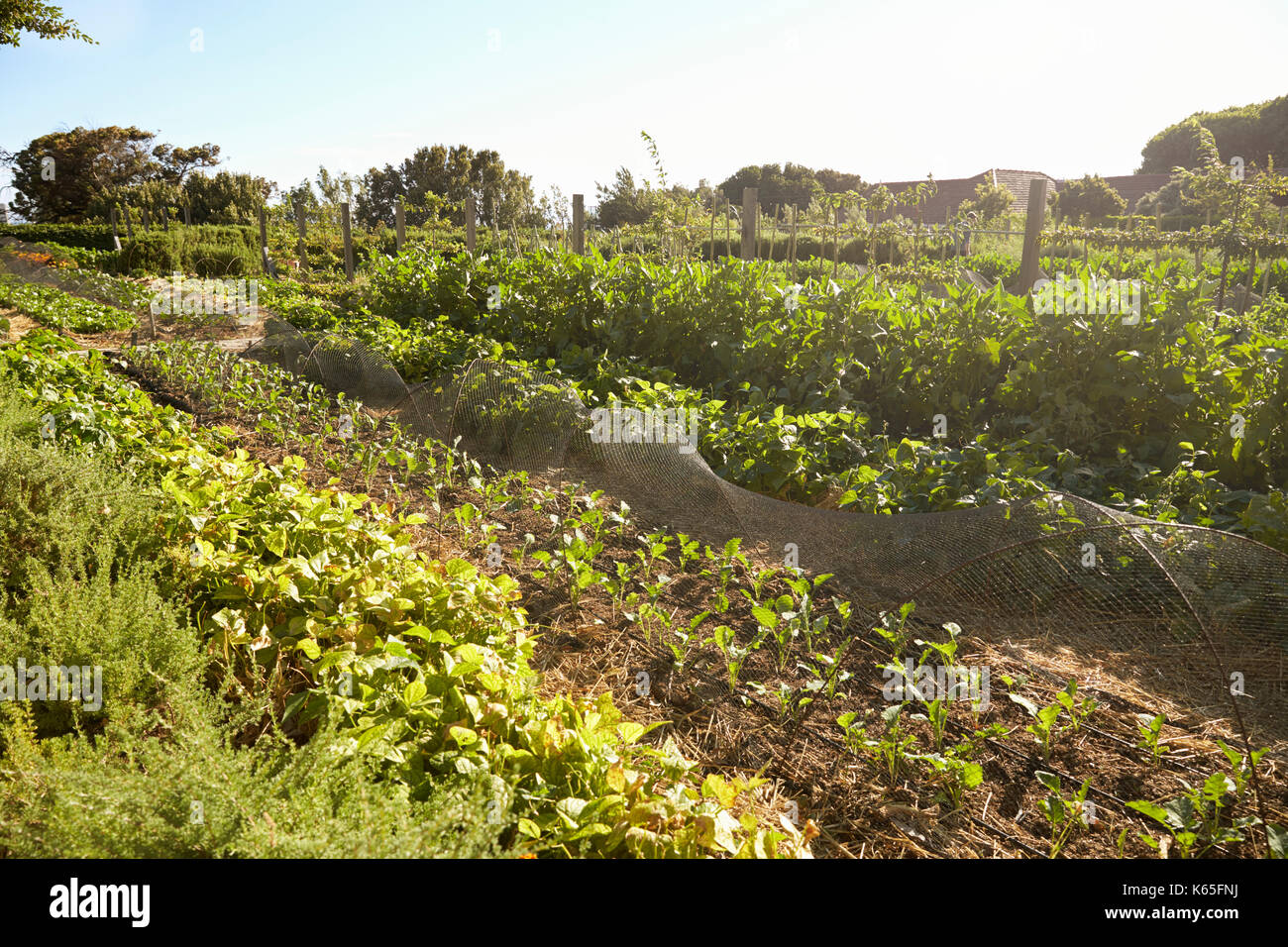 Fresh Produce Being Grown On Community Allotment Stock Photo - Alamy
