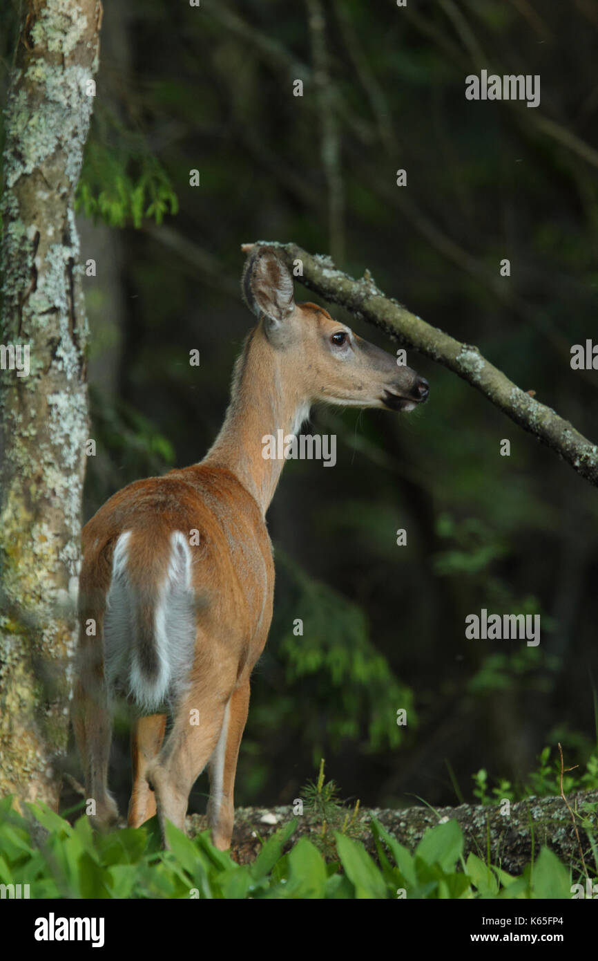 White-tailed deer - rutting season Stock Photo - Alamy