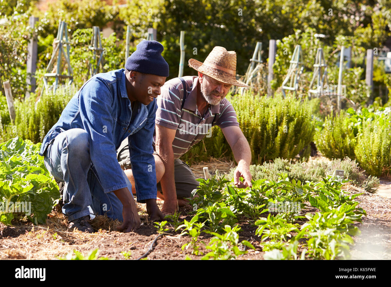 Two Men Working Together On Community Allotment Stock Photo - Alamy
