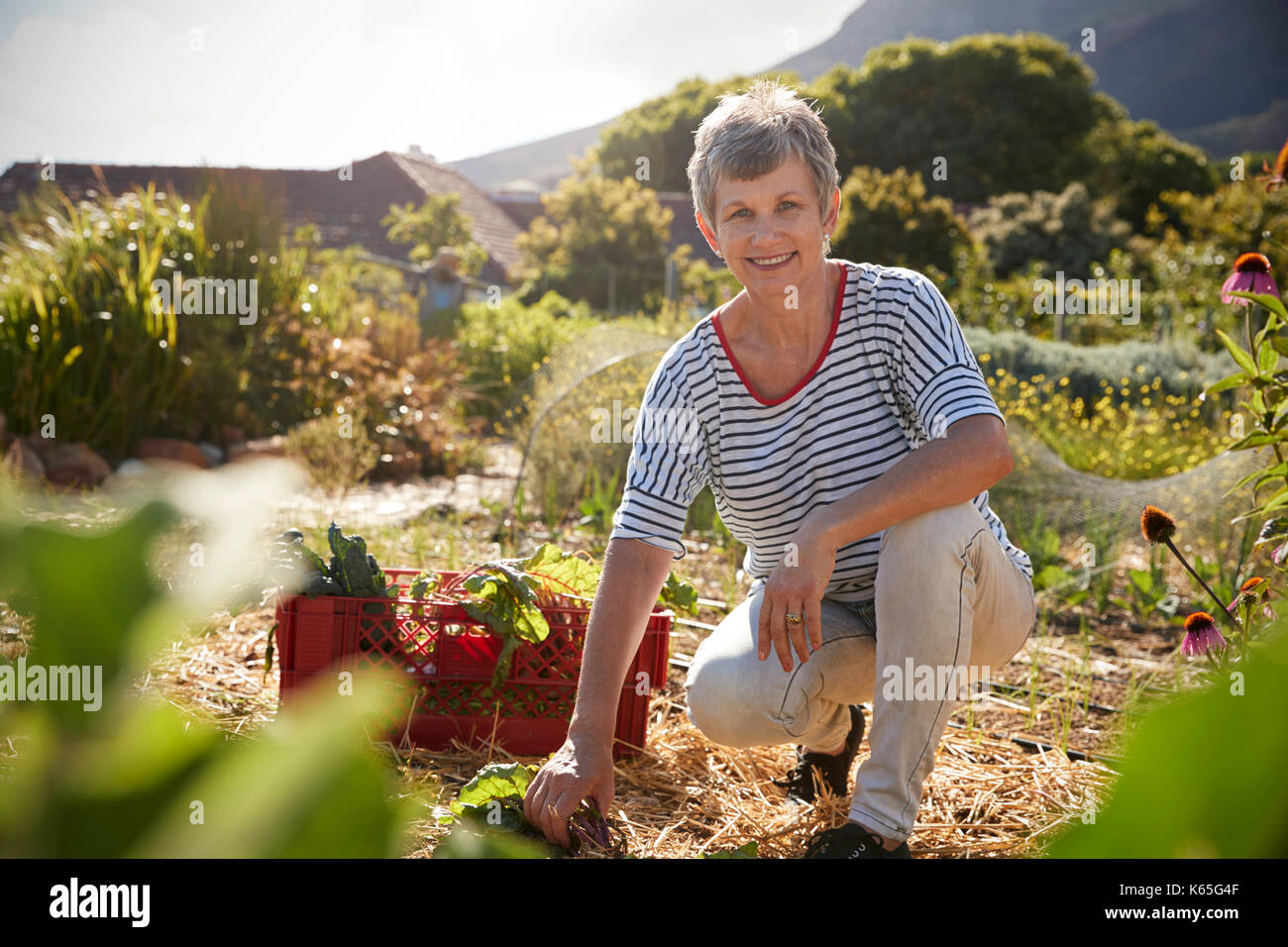 Portrait Of Mature Woman Working On Community Allotment Stock Photo - Alamy