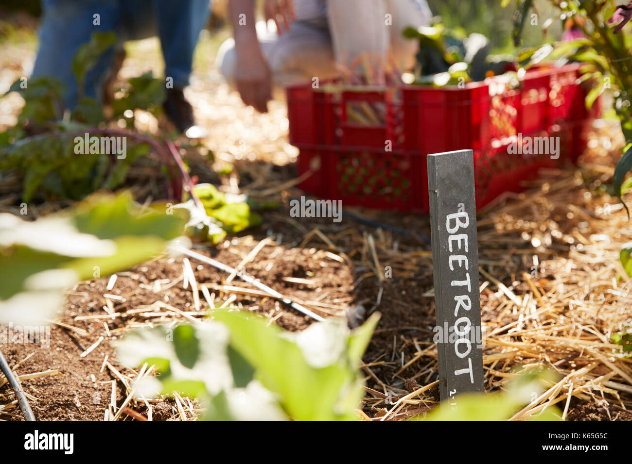 Sign Marking Beetroot Crop On Community Allotment Stock Photo - Alamy