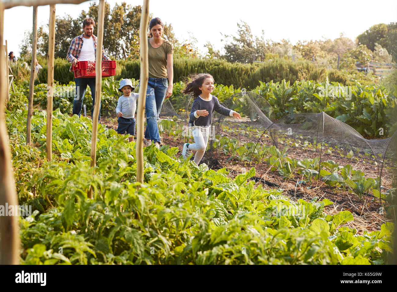 Family Harvesting Produce From Allotment Together Stock Photo - Alamy