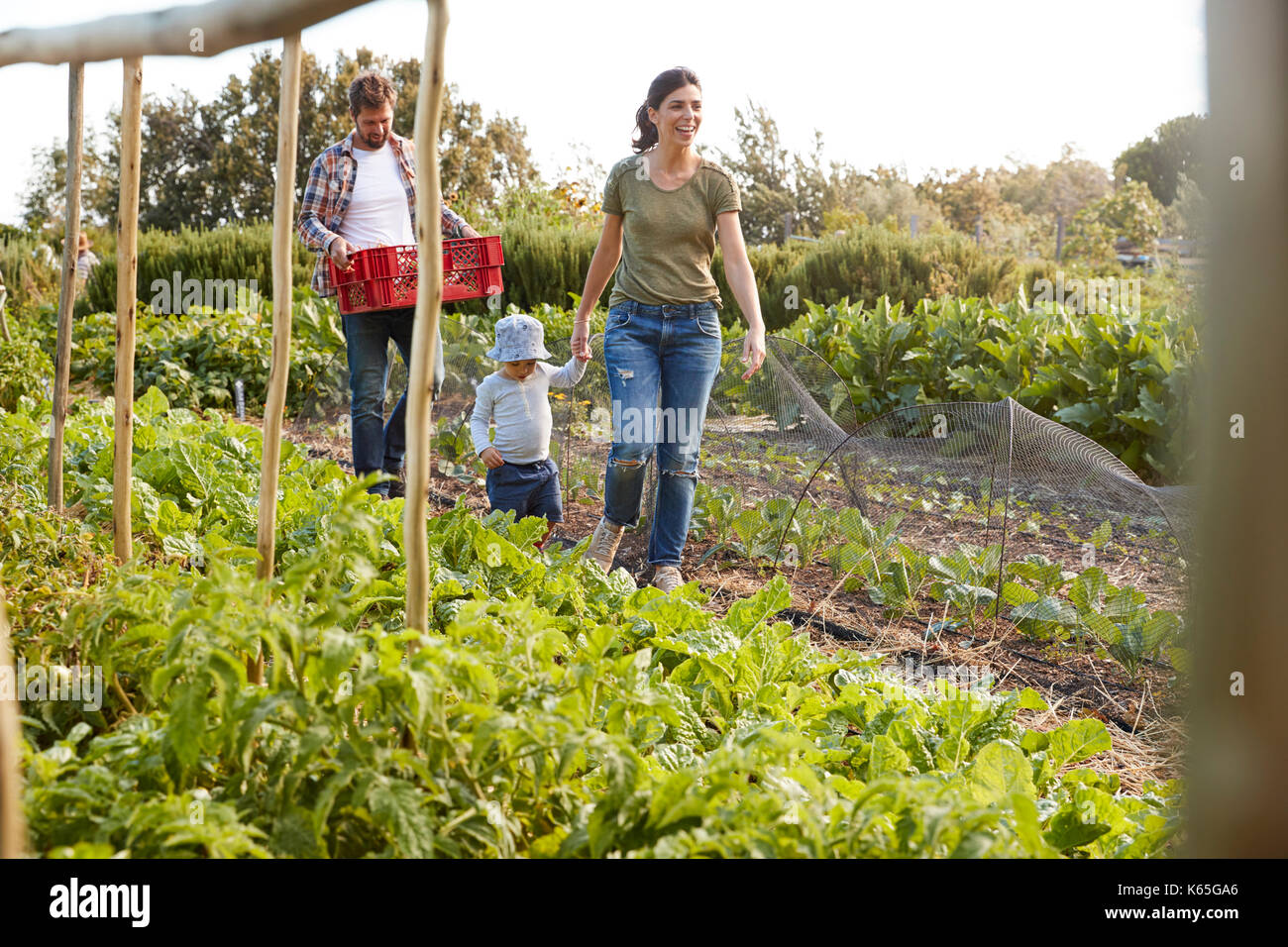 Family Harvesting Produce From Allotment Together Stock Photo - Alamy