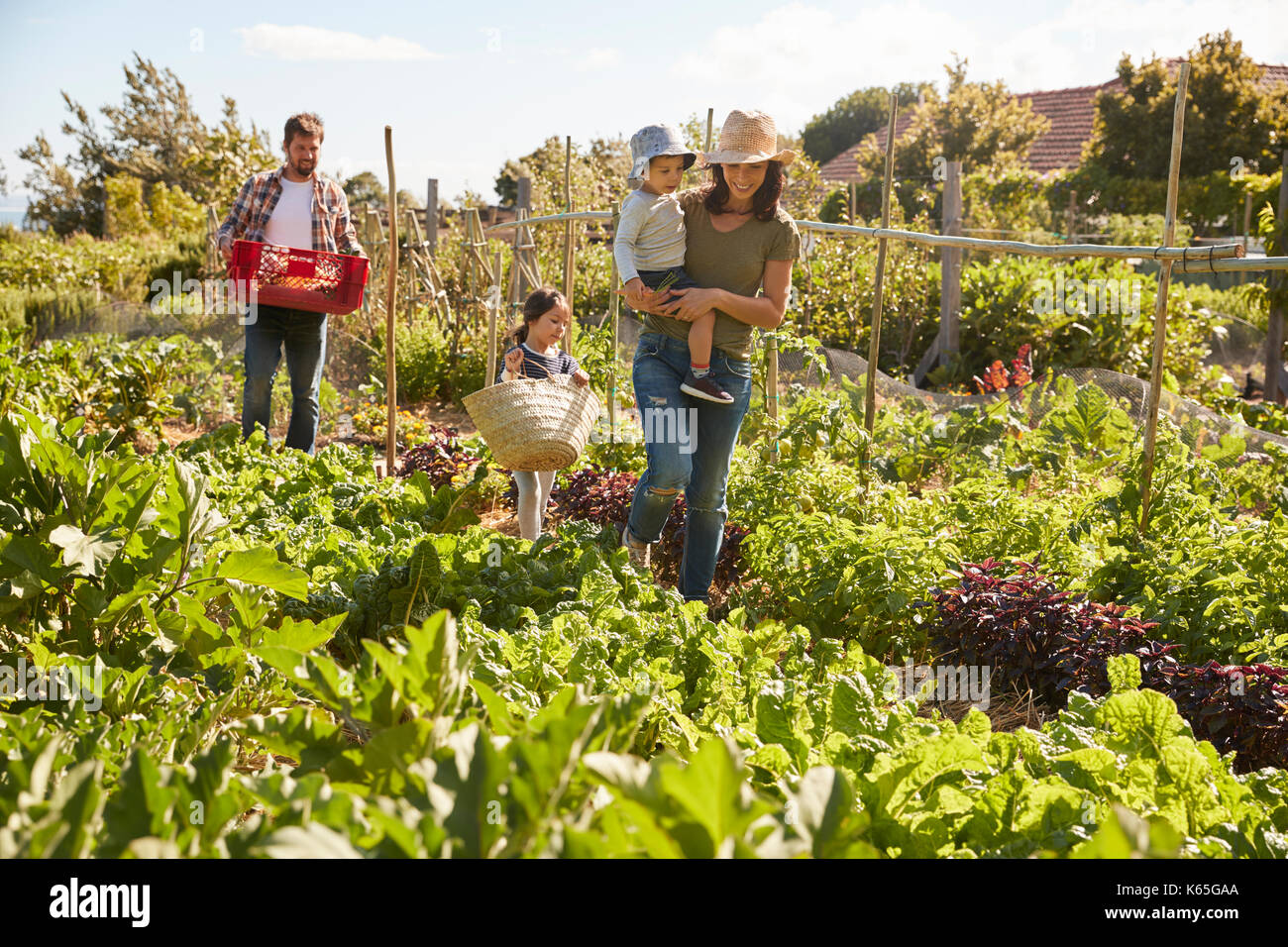Family Harvesting Produce From Allotment Together Stock Photo - Alamy