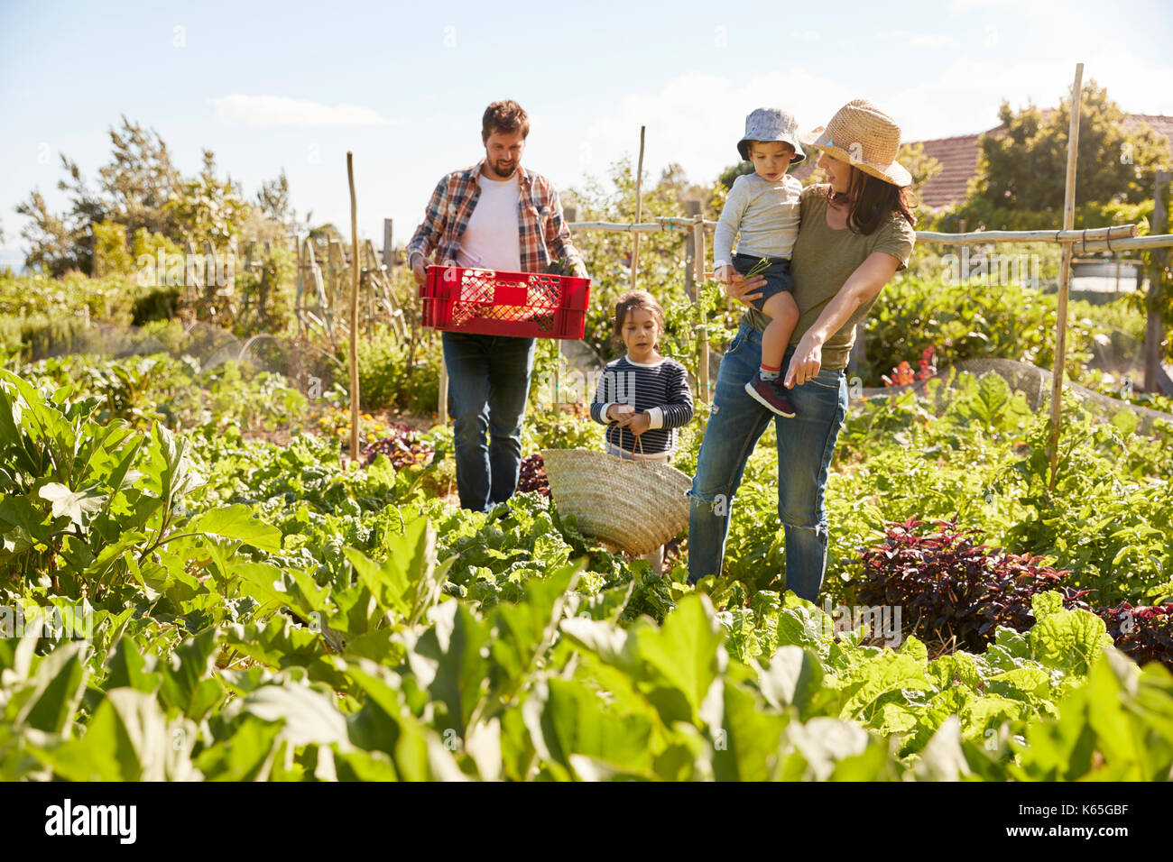 Family Harvesting Produce From Allotment Together Stock Photo - Alamy