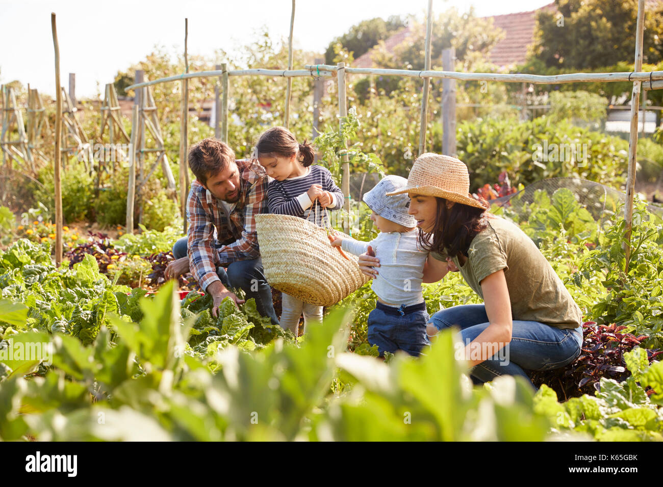 Family Harvesting Produce From Allotment Together Stock Photo - Alamy