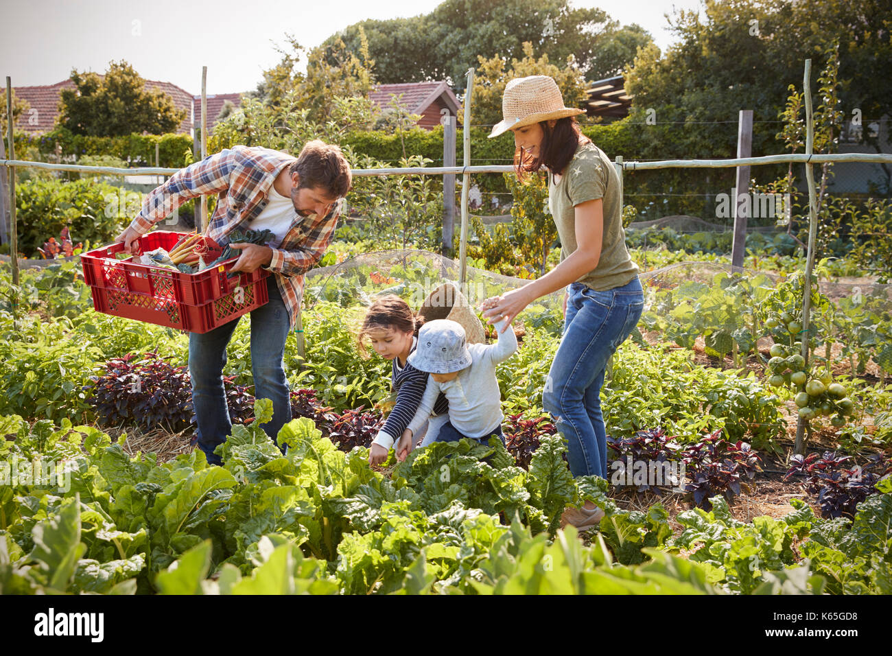 Family Harvesting Produce From Allotment Together Stock Photo - Alamy