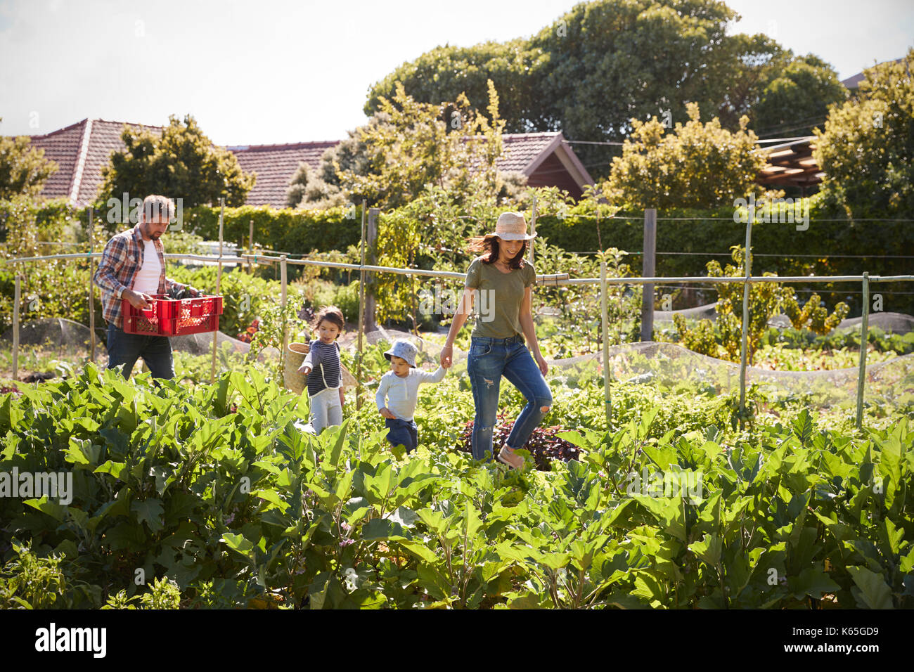 Family Harvesting Produce From Allotment Together Stock Photo - Alamy