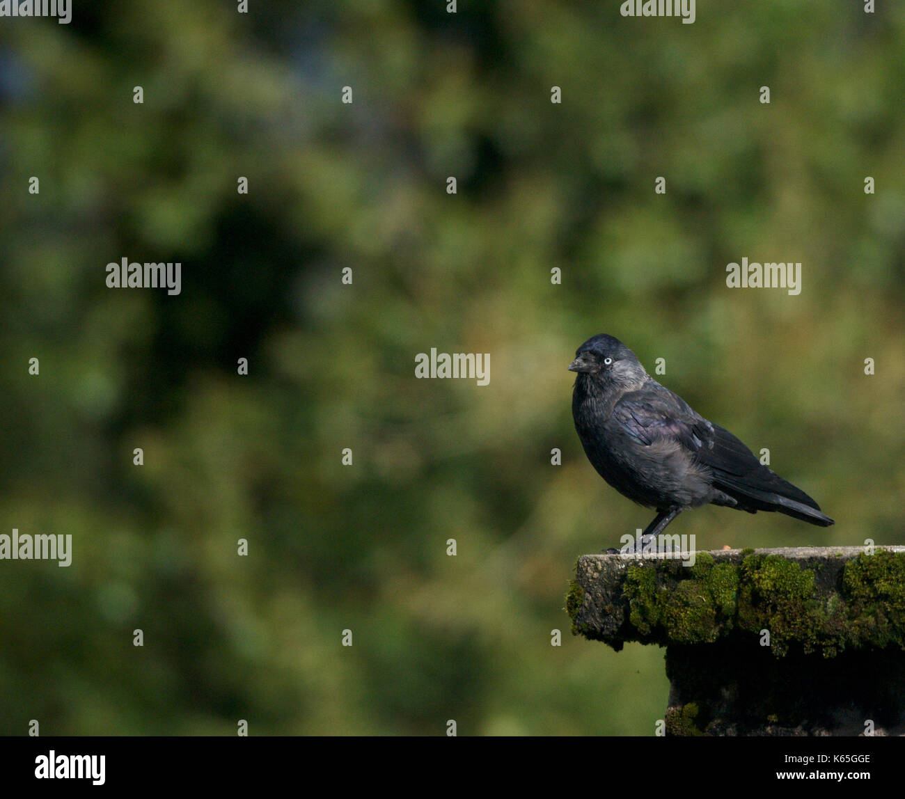 Rook wall hi-res stock photography and images - Alamy