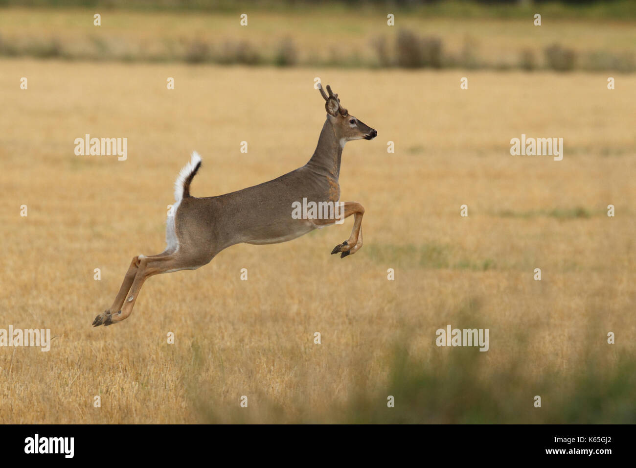 Deer hunting and america hi-res stock photography and images - Alamy