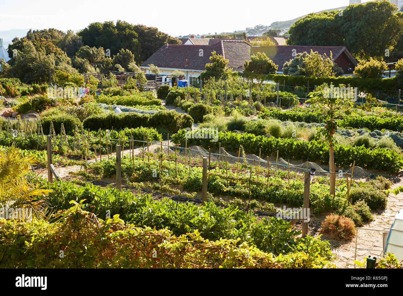 Fresh Produce Being Grown On Community Allotment Stock Photo - Alamy