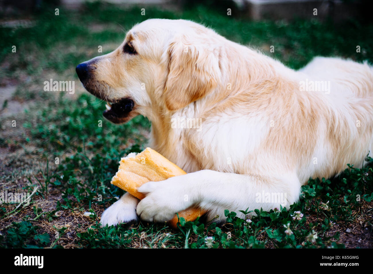 dog eat bread Stock Photo - Alamy