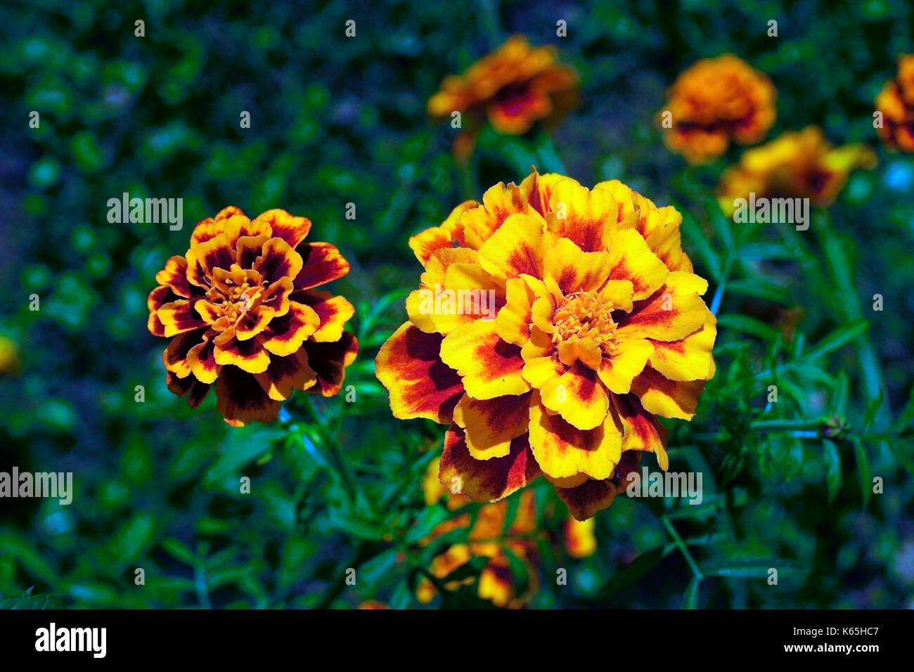 Scottish gold rush hi-res stock photography and images - Alamy